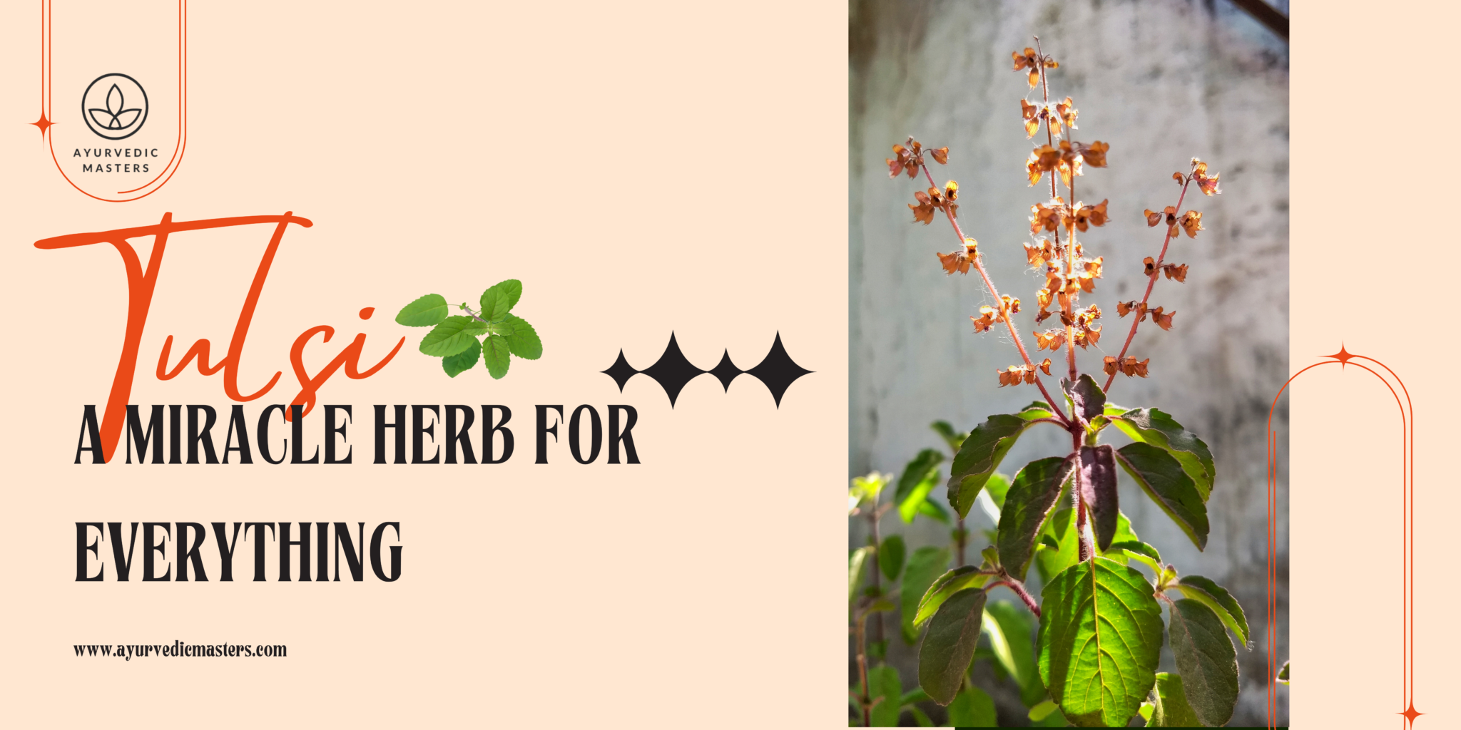 Tulsi (Holy Basil): A Miracle Herb for Everything - ayurvedicmasters.com